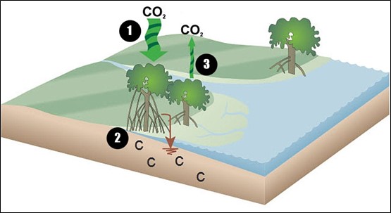 Preserving Our Wetlands - Kenson Group