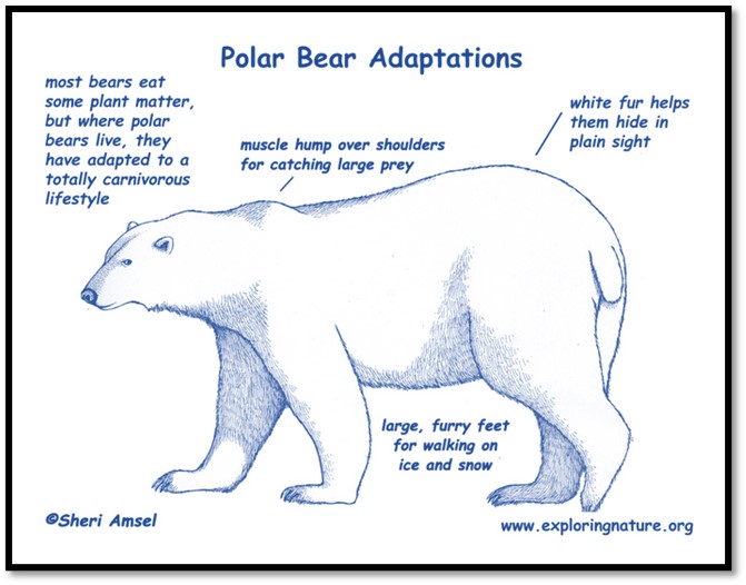International Polar Bear Day: A Strive for Artic Conservation - Kenson ...