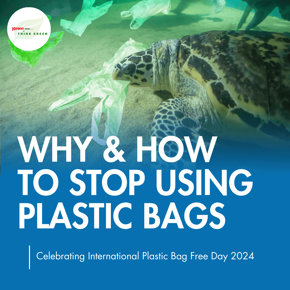 Why and How to Stop Using Plastic Bags - Kenson Group