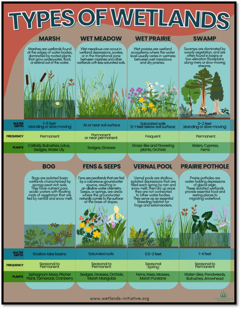 Wetlands Matter: Protect, Restore, Thrive. - Kenson Group